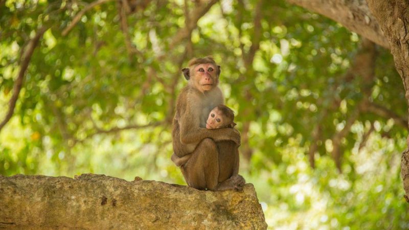 “Bridging the Divide” Strategies for Human-Wildlife Conflict Mitigation